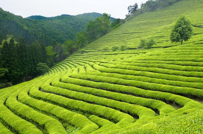 Unify Holidays - Explore the Enchanting Northeast India